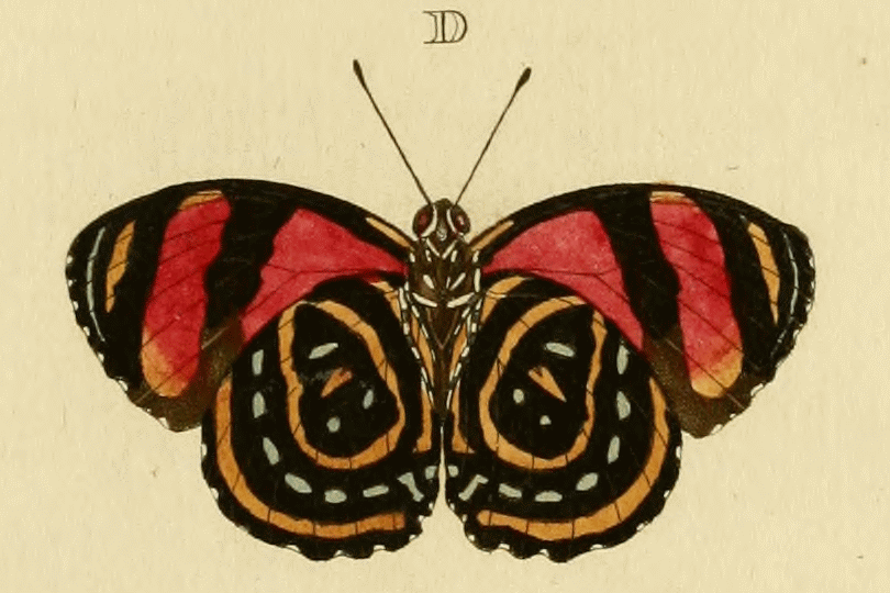 Callicore astarte - LepiWiki