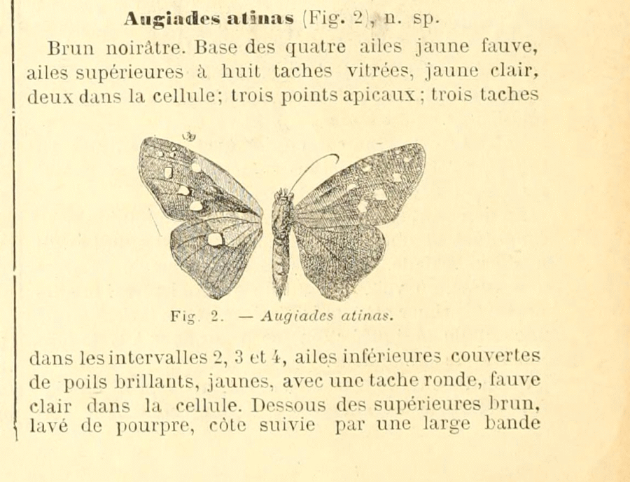 Pseudodrephalys atinas - LepiWiki