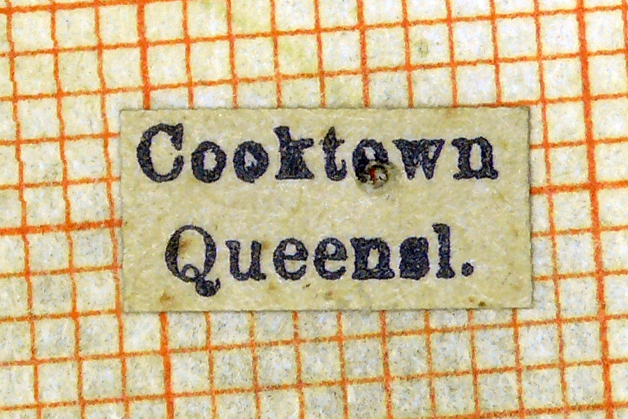 Hasora discolor - LepiWiki