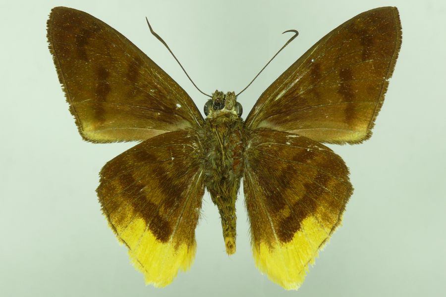 Telegonus leptus - LepiWiki