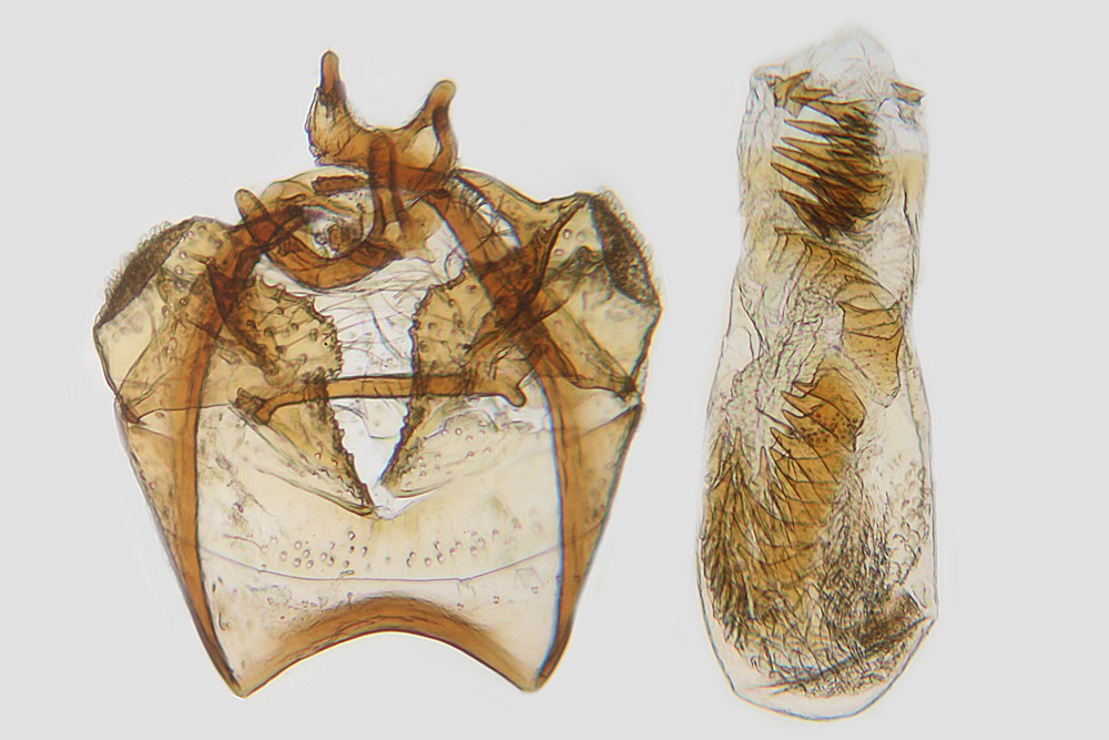 Stigmella suberivora - LepiWiki