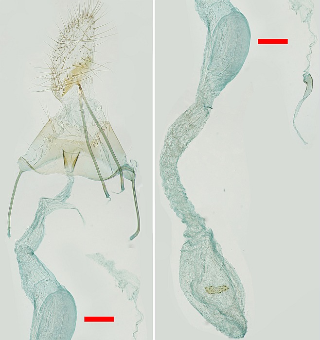 Depressaria sarahae - LepiWiki