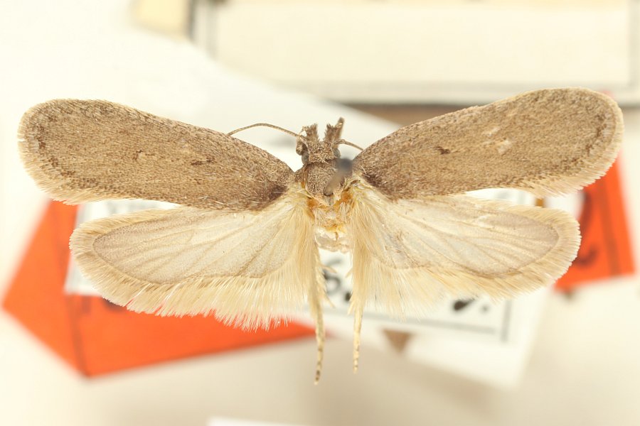 Depressaria varzobella - LepiWiki