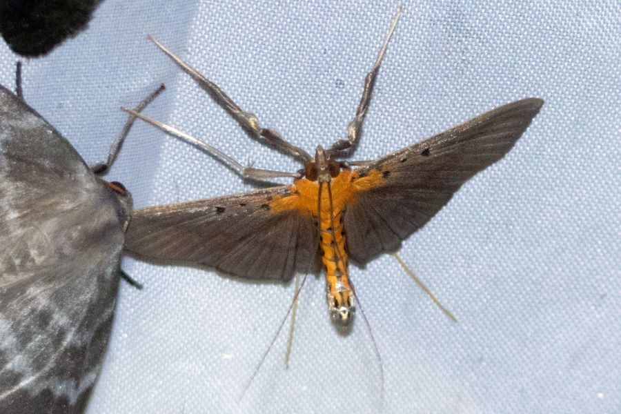 Filodes fulvidorsalis - LepiWiki