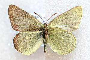 Colias behrii - LepiWiki