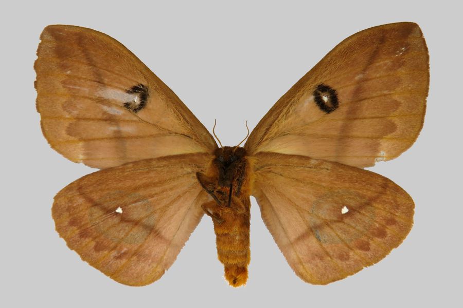 Automeris liberia - LepiWiki