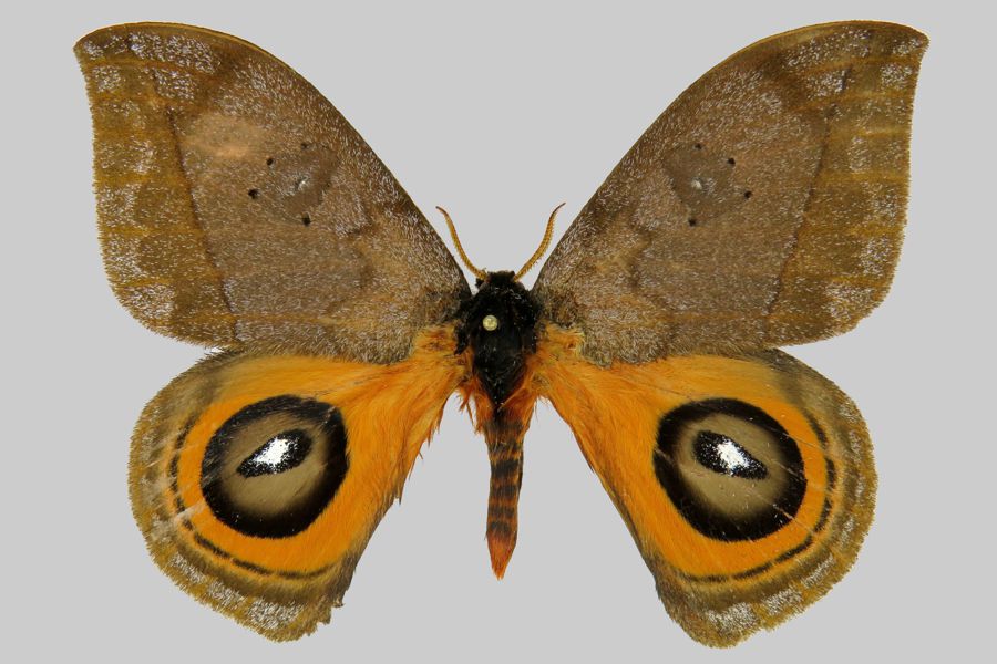 Automeris argentifera - LepiWiki