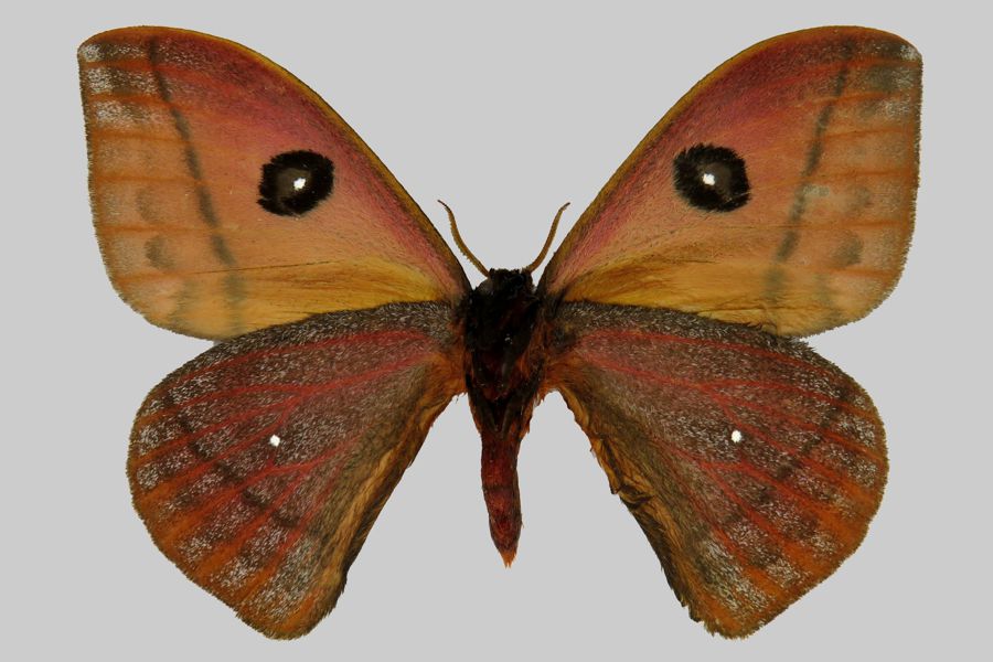 Automeris argentifera - LepiWiki