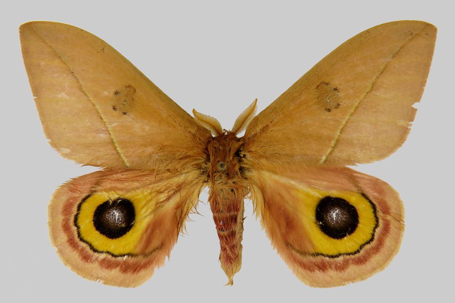 Automeris cecrops - LepiWiki