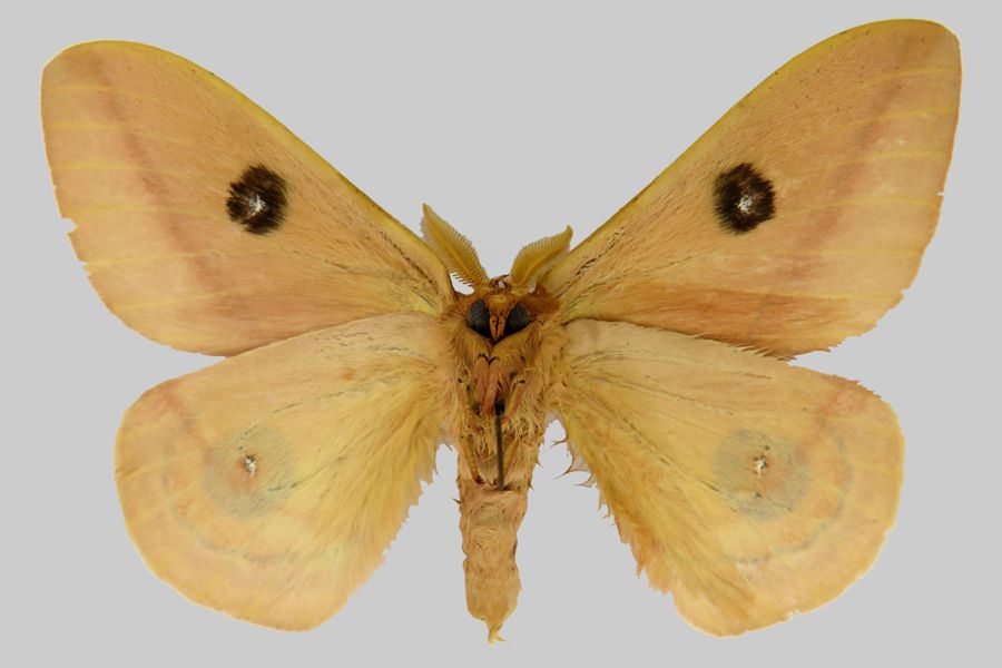 Automeris cecrops - LepiWiki