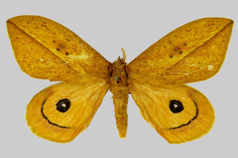 Automeris grammodes - LepiWiki