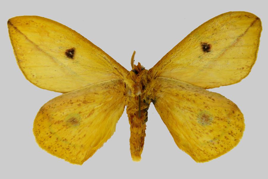 Automeris grammodes - LepiWiki
