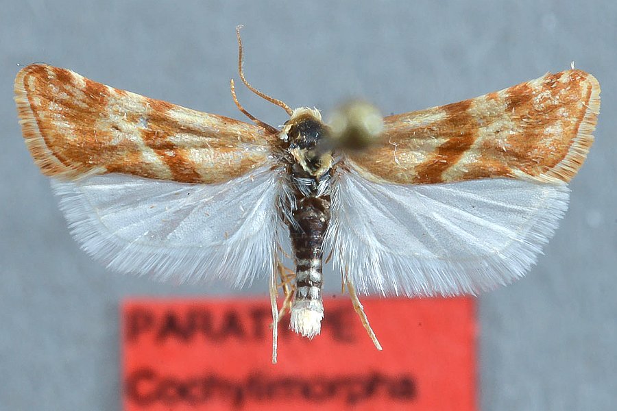 Cochylimorpha ignicolorana - LepiWiki