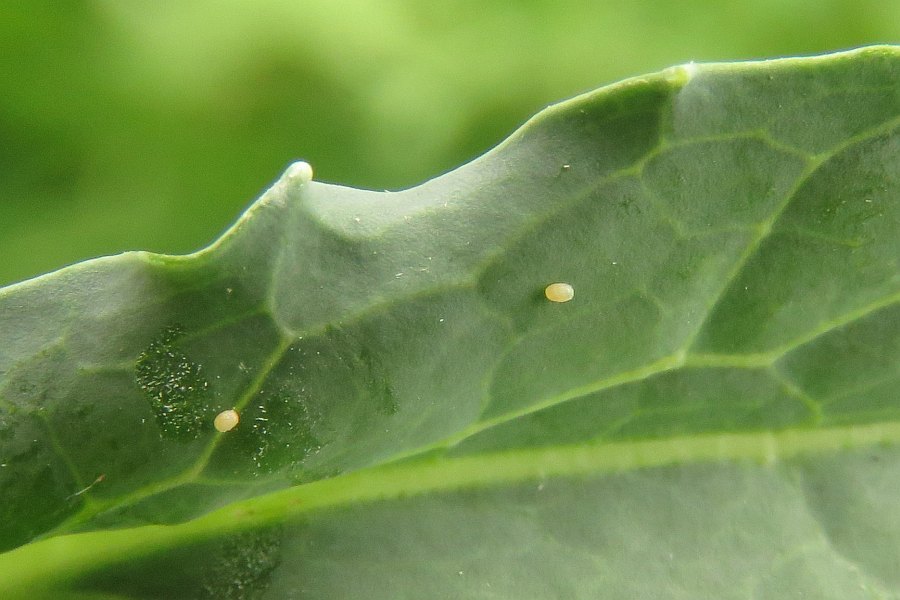 Hellula undalis - LepiWiki