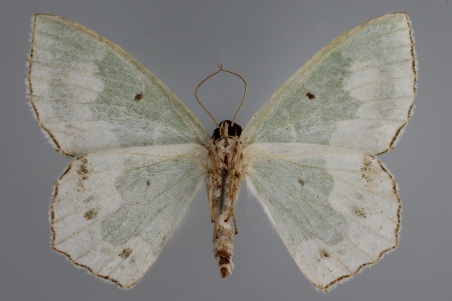 Eucyclodes difficta - LepiWiki