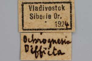 Eucyclodes difficta - LepiWiki
