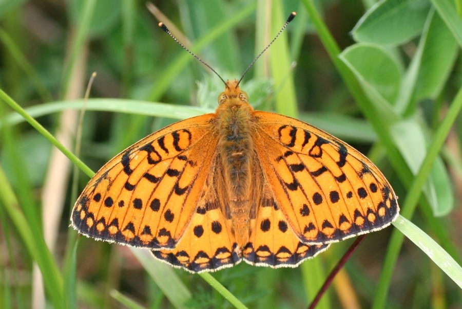 Speyeria aglaja - LepiWiki
