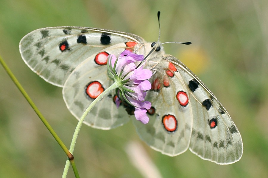 Parnassius apollo - LepiWiki