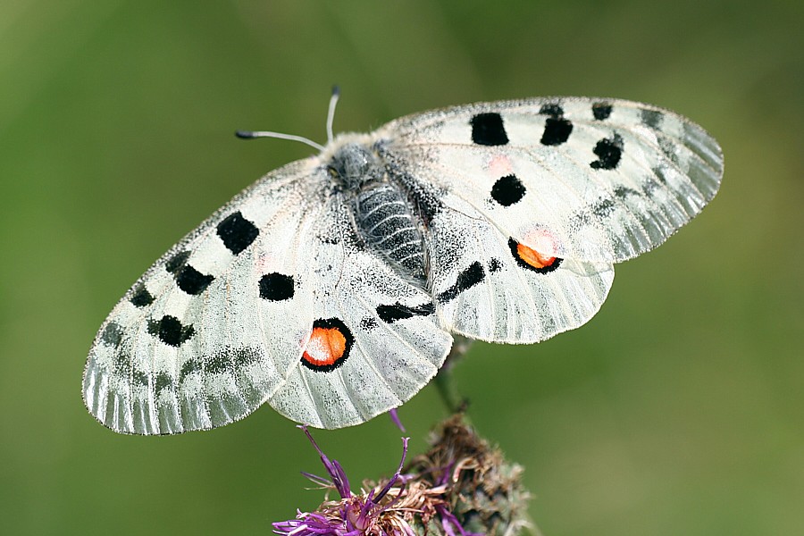 Parnassius apollo - LepiWiki