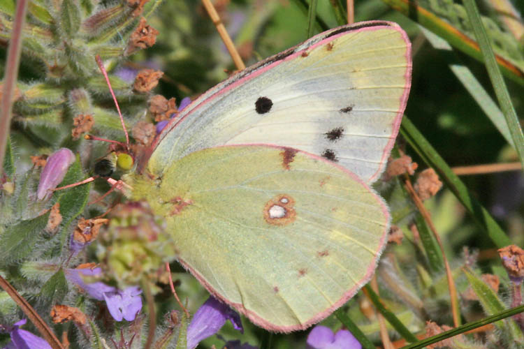 Colias croceus - LepiWiki