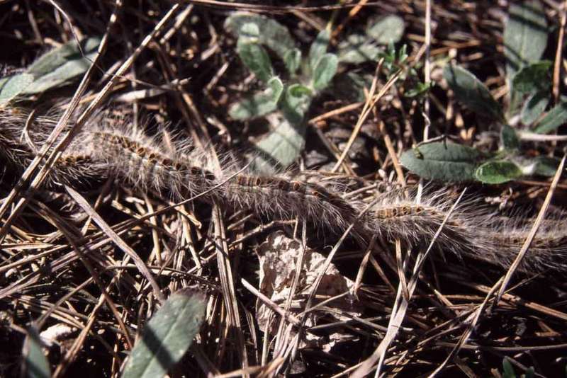 Thaumetopoea pinivora - LepiWiki