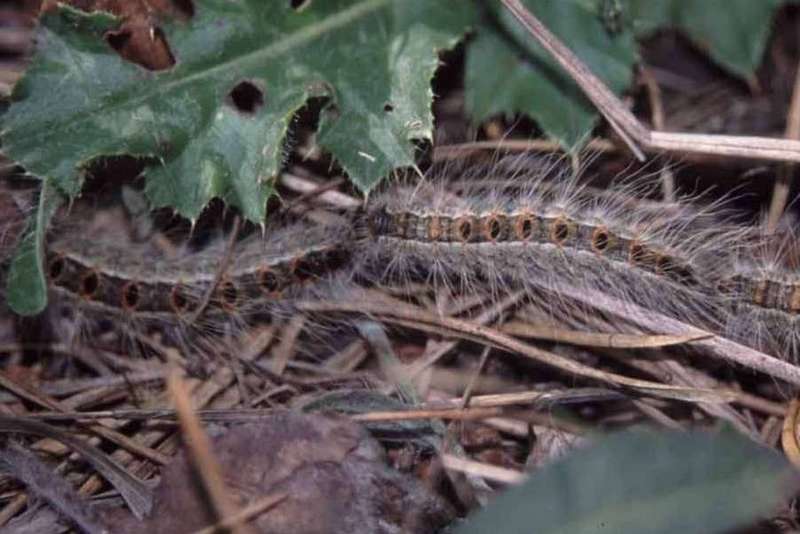 Thaumetopoea pinivora - LepiWiki