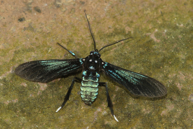 Poliopastea cyllarus - LepiWiki